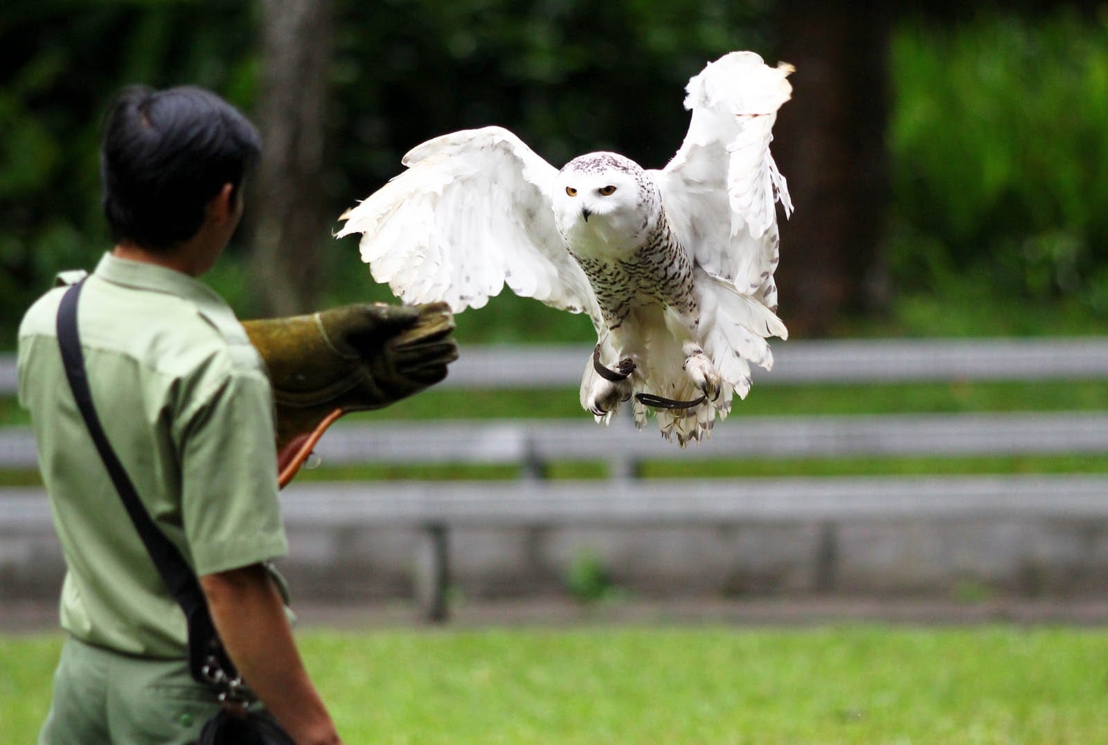 Taman Safari Bogor, Tempat Wisata Seru Untuk Anda dan Keluarga