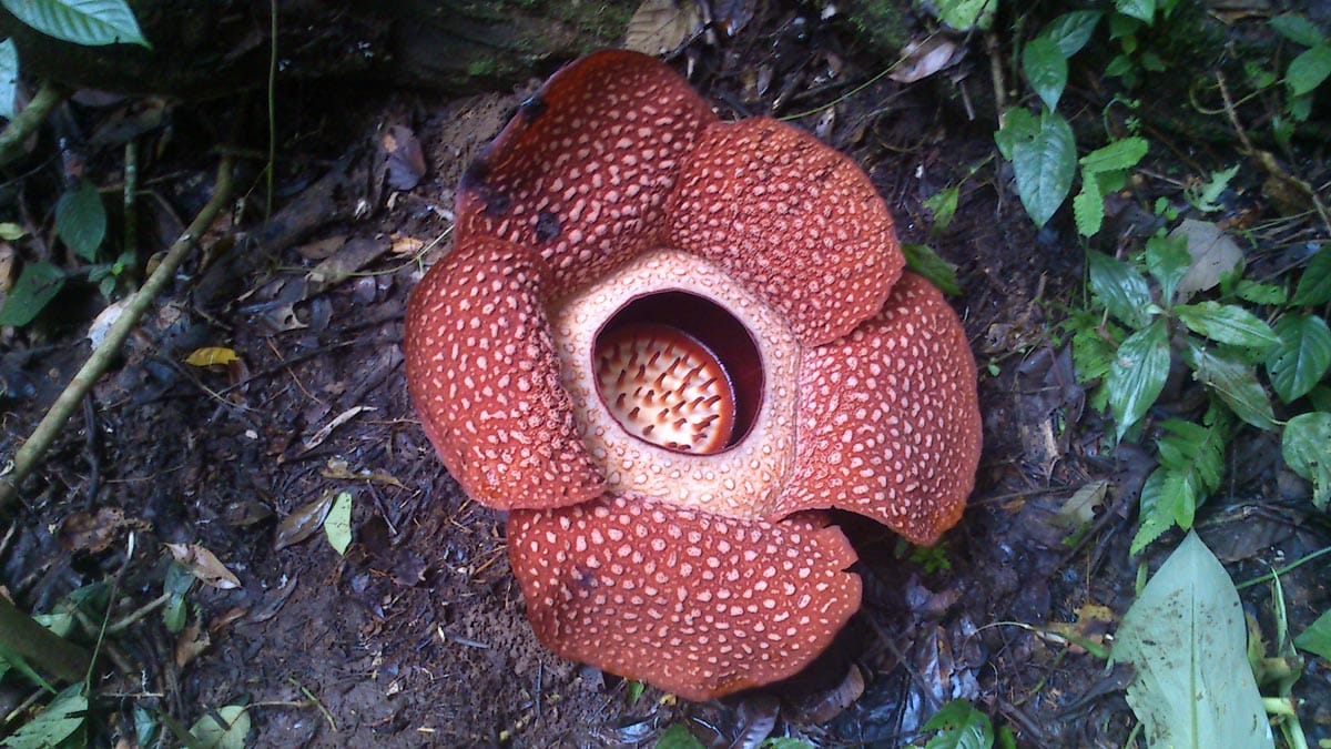 Kebun Raya Bogor, Wisata Edukasi untuk Keluarga Anda