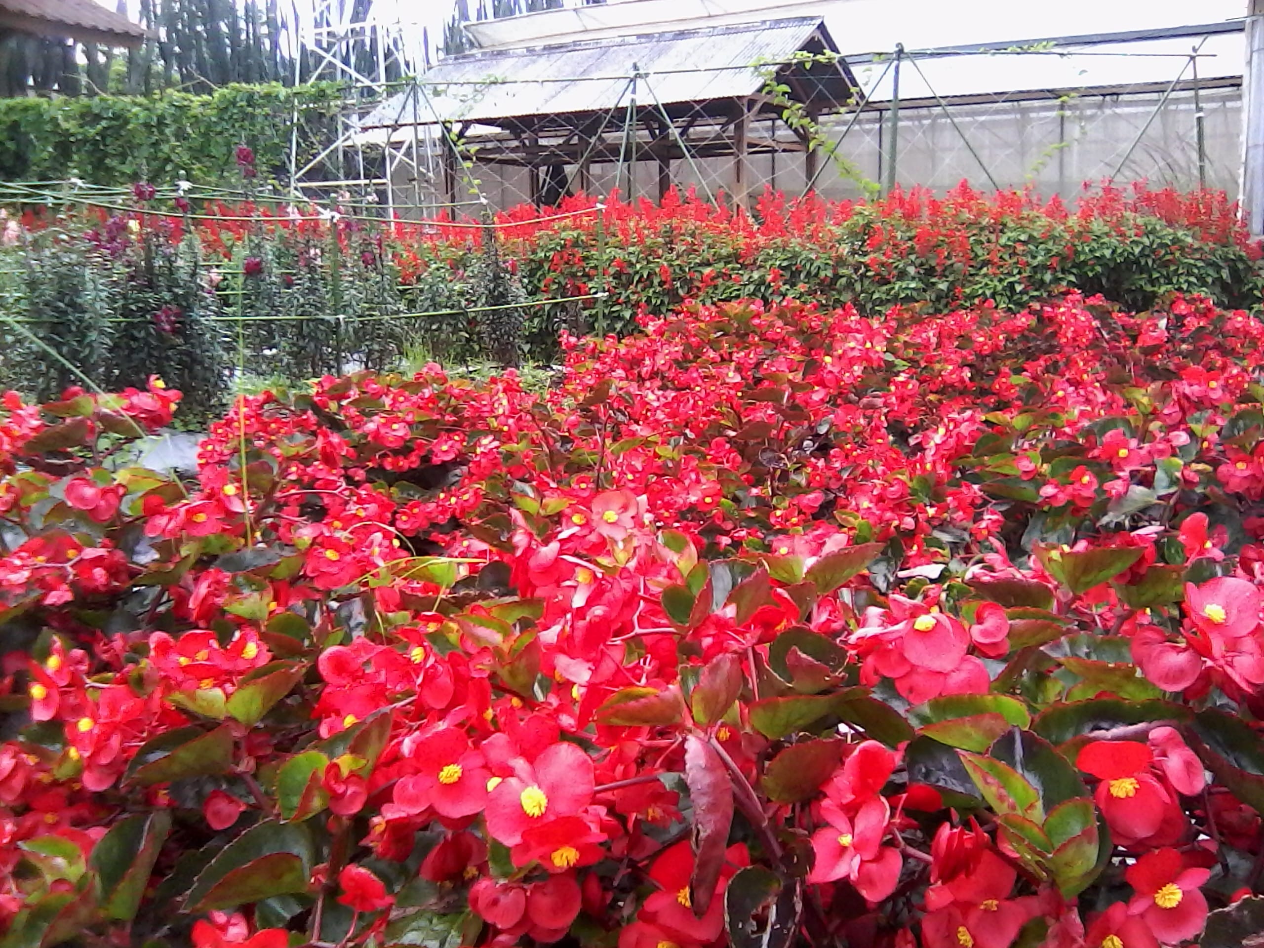 5 Taman Bunga Terindah di Indonesia