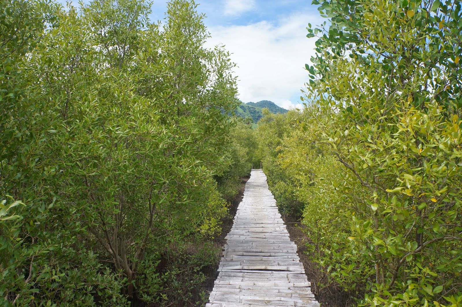 6 Hutan Wisata di Indonesia yang Sejuk dan Sajikan Pemandangan Indah