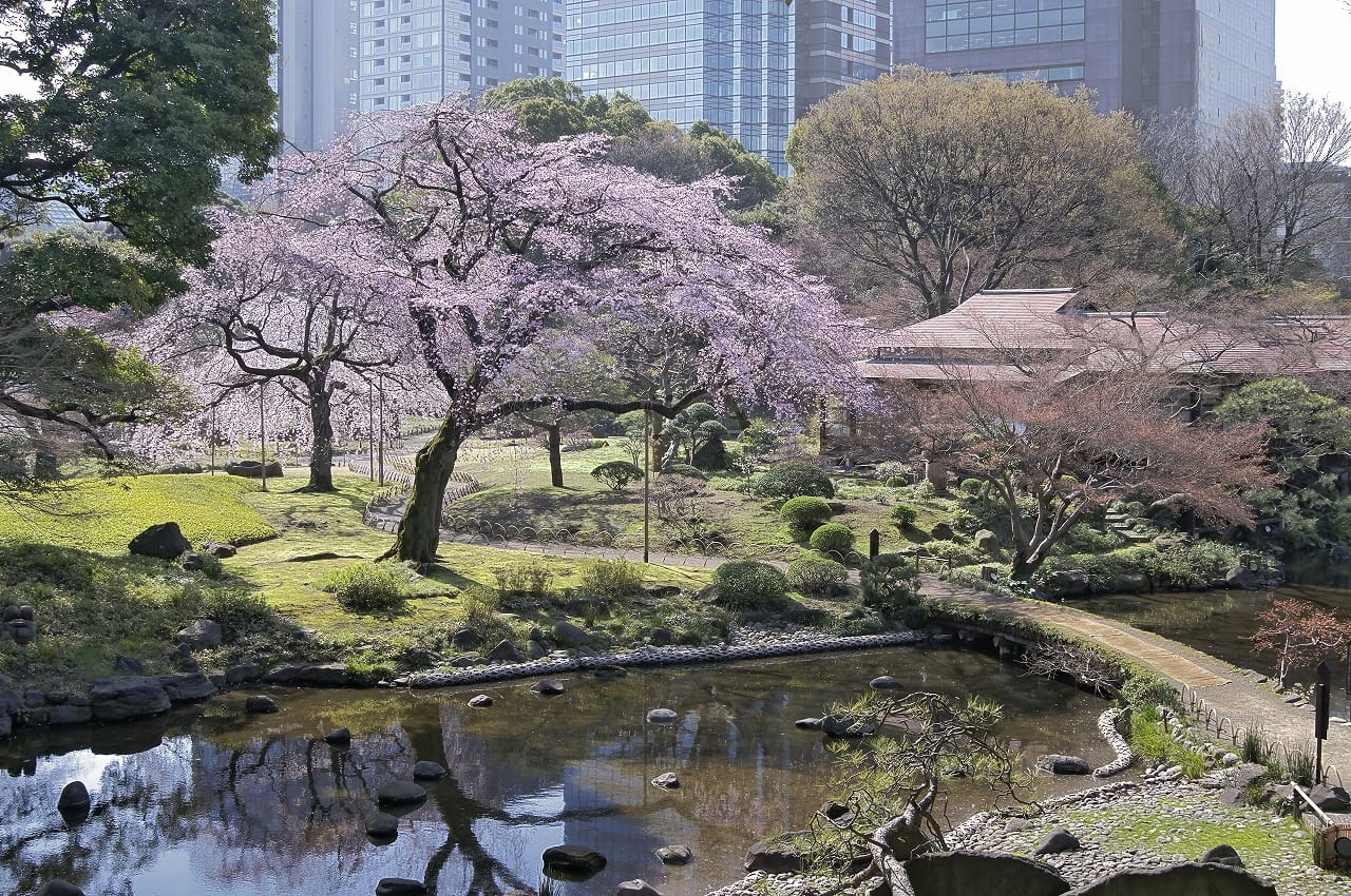 7 Taman Bunga Sakura di Jepang yang Menarik Untuk Ber-Hanami!