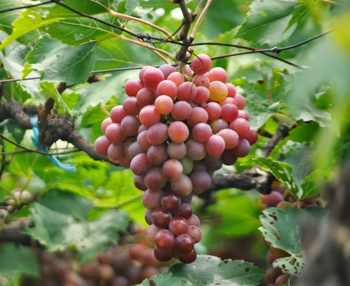 8 Makanan Khas Probolinggo yang Wajib Kamu Coba!